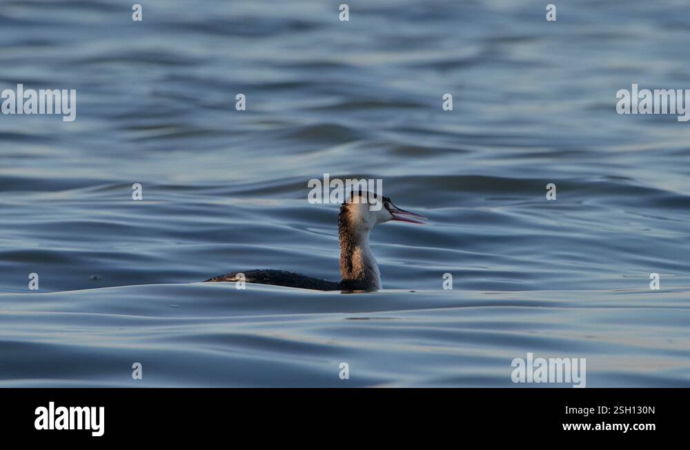 Great Crested Grebe bird diving into blue waves in the lake Stock Video ...