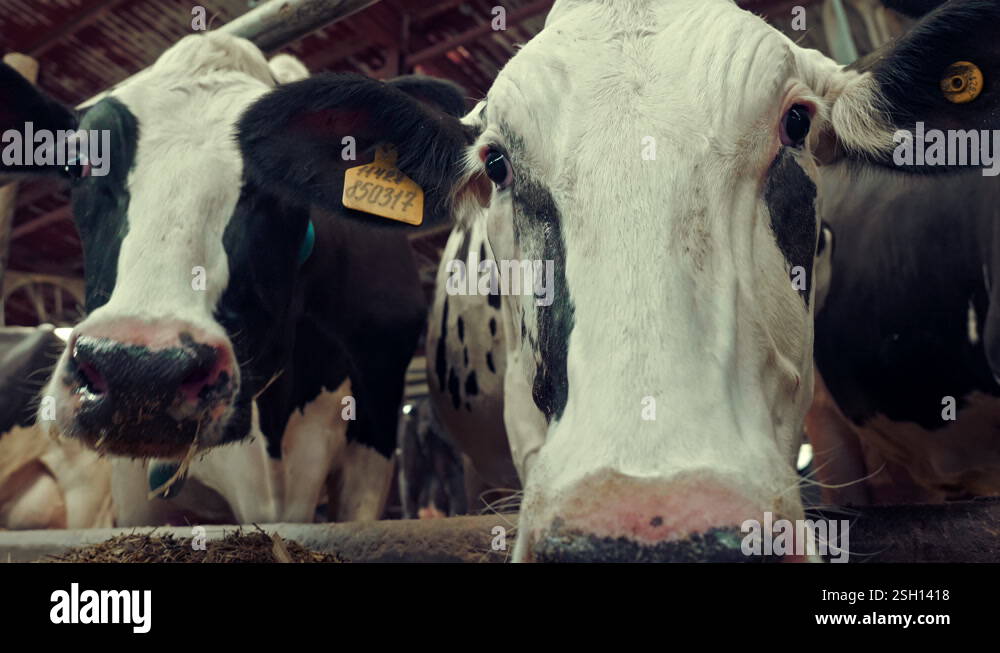 Three Funny and Cute Black and White Cows Eating Hay in Cowshed at ...