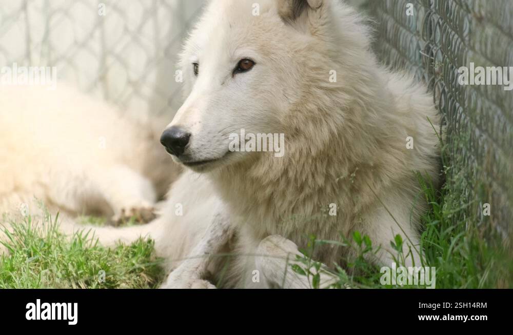 Two arctic wolves in captivity, basking in the sun. Video from the zoo ...