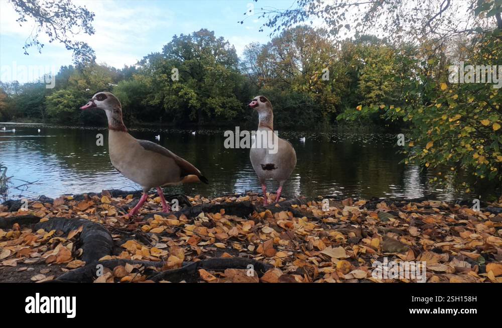 -The resolution is the cinema 4k 4096x2304 -Egyptian Goose near the ...