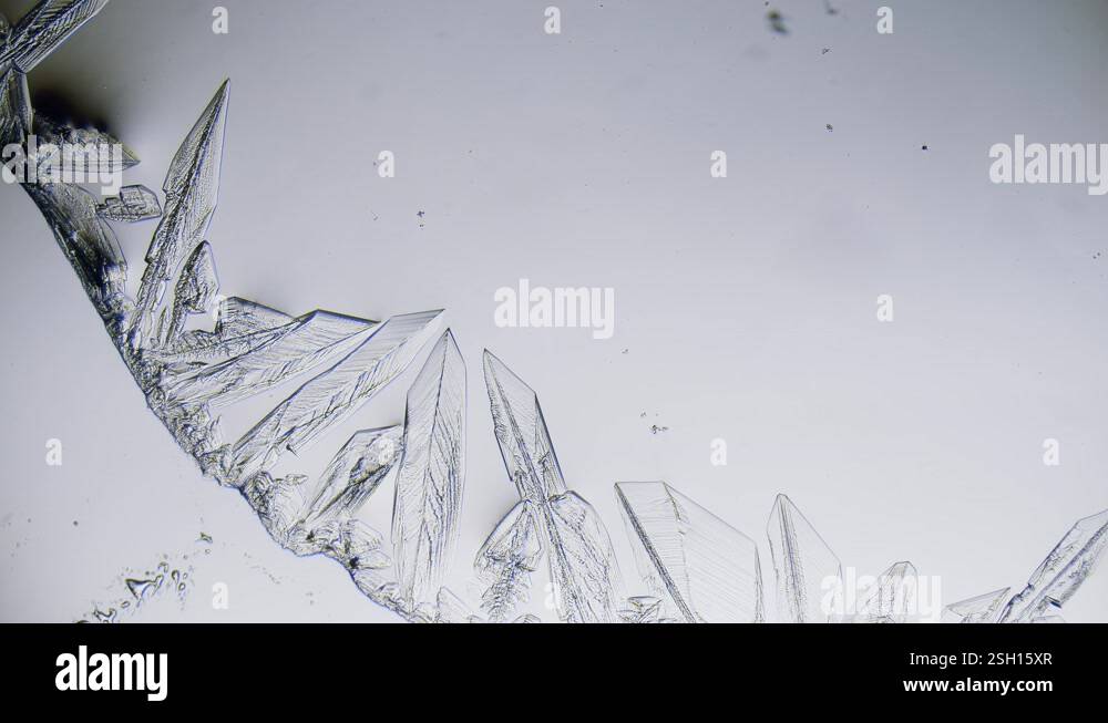 Growing salt crystals time lapse under microscope bright field view ...