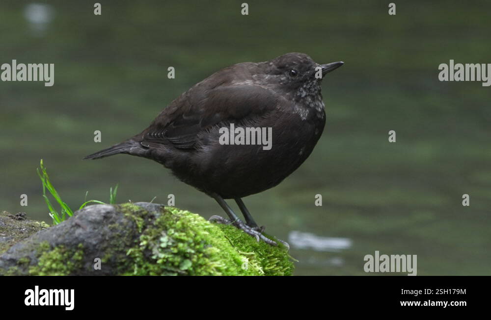 Dipper stone Stock Videos & Footage - HD and 4K Video Clips - Alamy