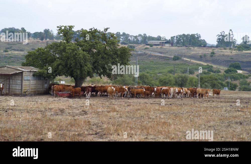 Herd Of Domestic Cattle In The Countryside Farm. - wide Stock Video ...