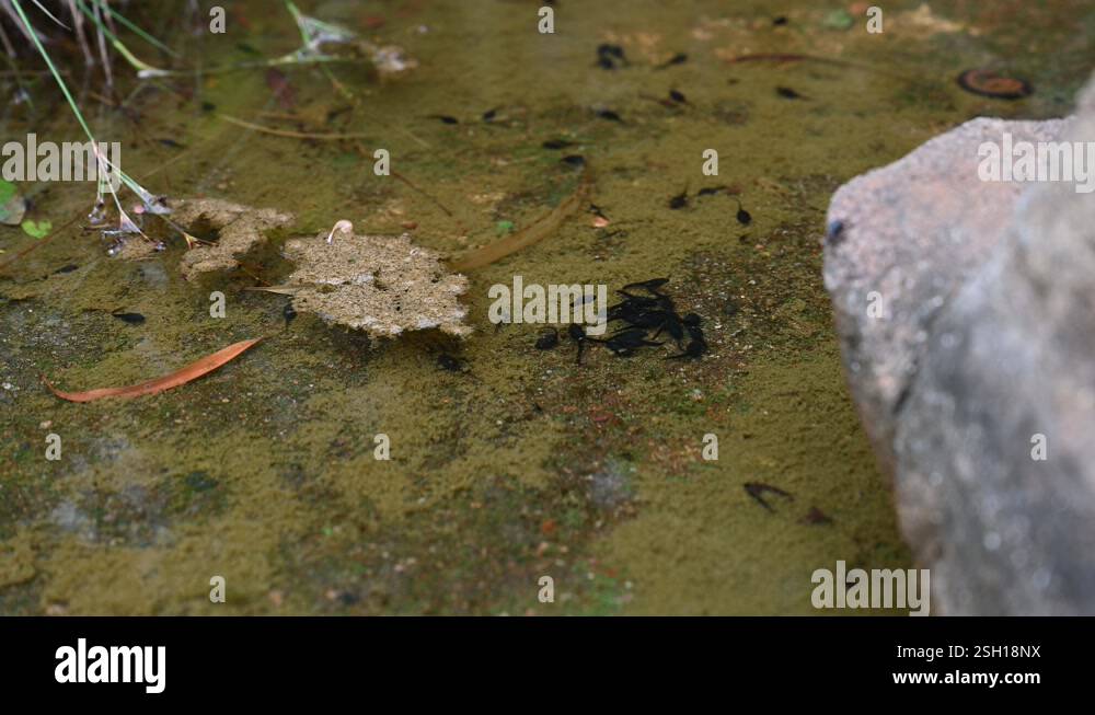tadpoles in a shallow part of the stream eating algae off of the bottom ...