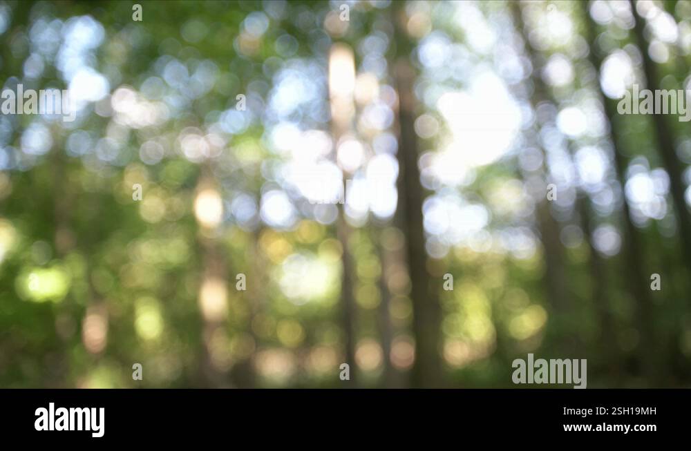 Deep Forest Beautiful Nature 4K Background. Bokeh Background push in ...