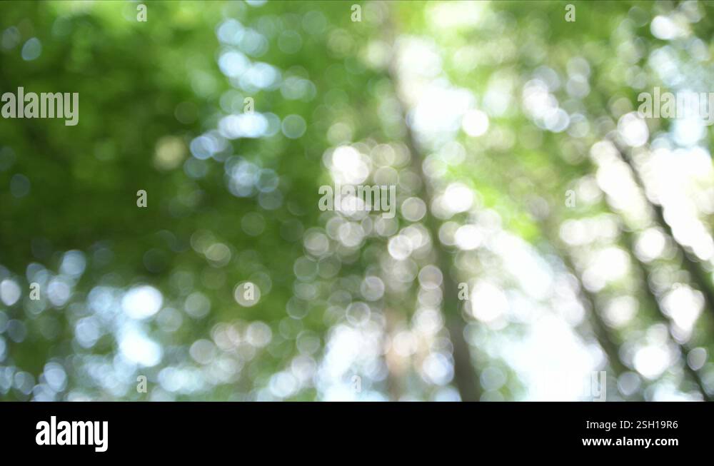 Forest Beautiful Nature 4K Background. Bokeh Background push in shot ...
