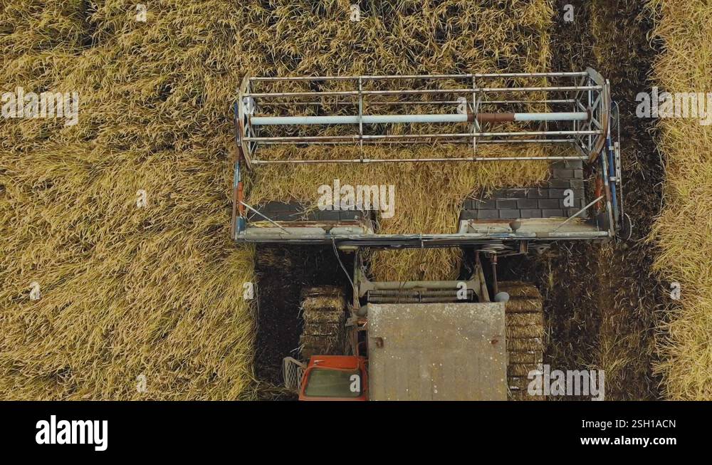 Reaper in a Rice Field. Harvesting Rice.Rice Dries in the Field under ...
