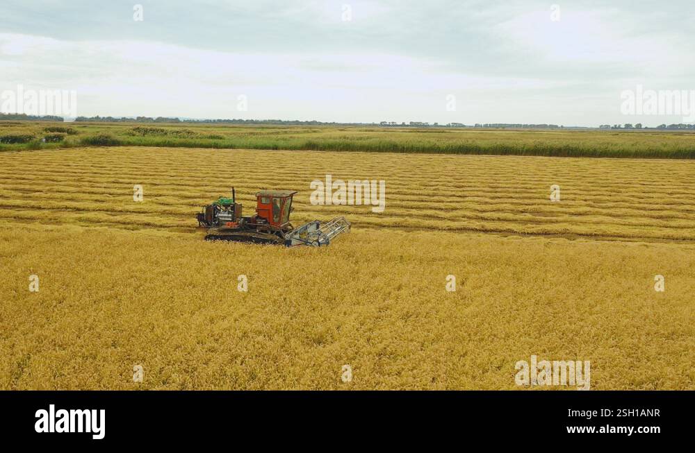Reaper in a Rice Field. Harvesting Rice.Rice Dries in the Field under ...