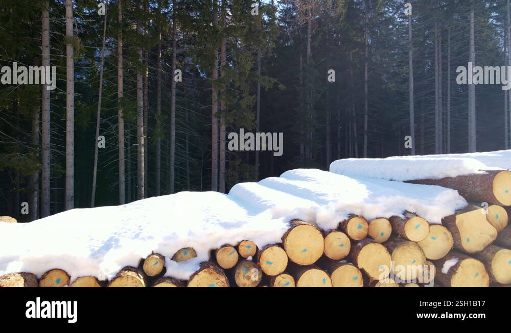 Stack of marked wood logs covered with snow in the forest, felling tree ...