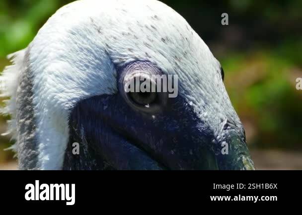 Close-up of a Brown Pelican's Head and Eye, Showing Detailed Feather ...