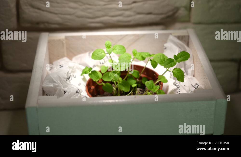 Green mint sprouts in a small pot in a wooden box. close up Stock Video ...