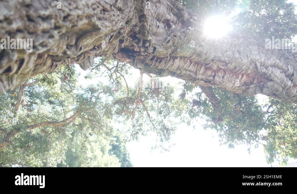 Big cork tree, corkwood trunk, branches and canopy foliage. Forest or ...
