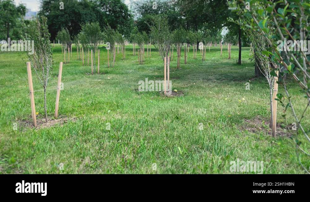 Young newly planted deciduous trees in a park. Reforestation and ...