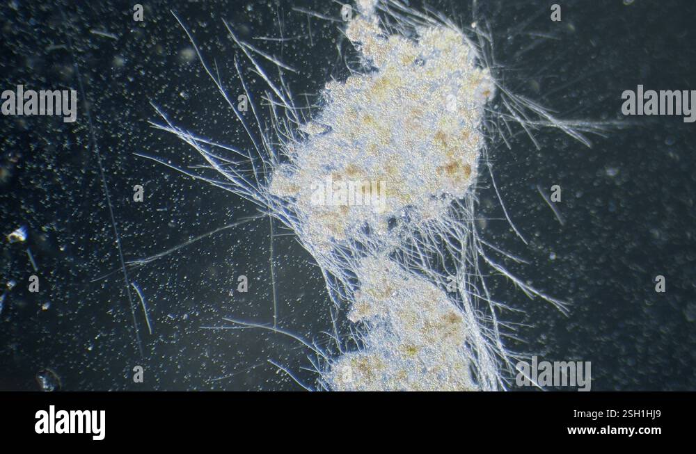 Cyanobacteria algae movement in light under microscope dark field view ...