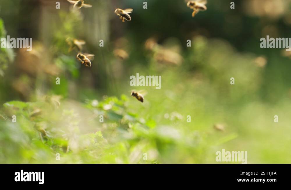 big swarm of honey bees flying in spring field around beehive in apiary ...