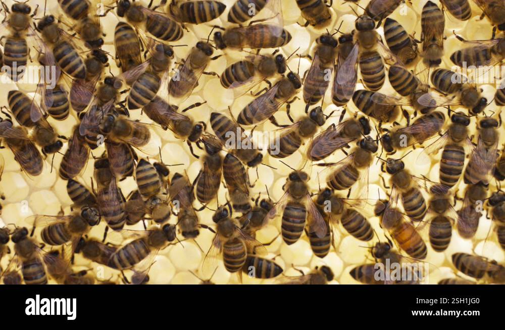 Close up Zoom out view of swarm of honey bees crawling on beecomb ...