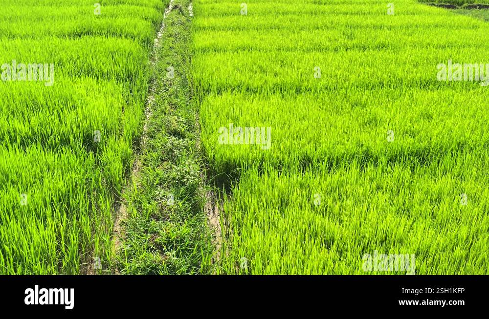 Beautiful Asian green rice field farming cultivation, high angle, pan ...
