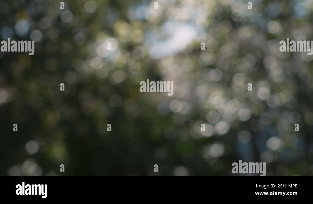 Abstract bokeh soft out of focus trees tilt up, Slow Motion 4K Stock ...