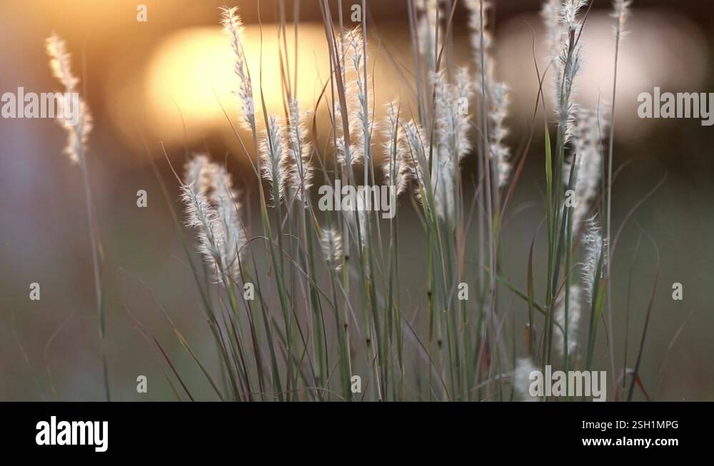 Isolated thick fuzzy stalks of wild grass that have the heads back-lit ...