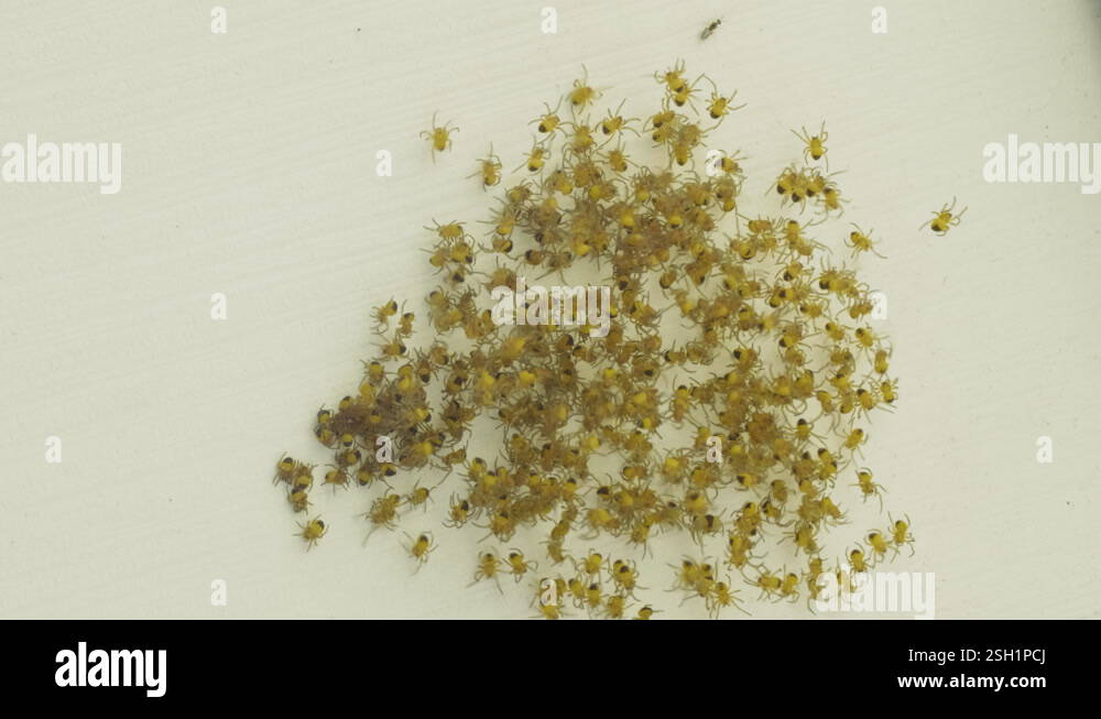 Cluster of baby spiders on the roof, many tiny younglings creatures, summer Stock Video Footage ...