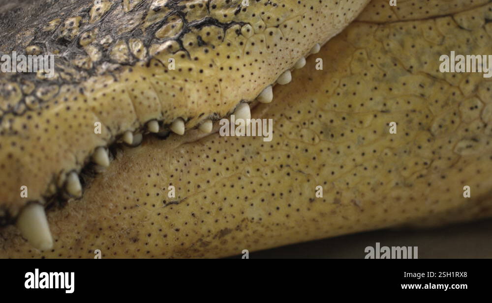 American Alligator - extreme close up on teeth Stock Video Footage - Alamy
