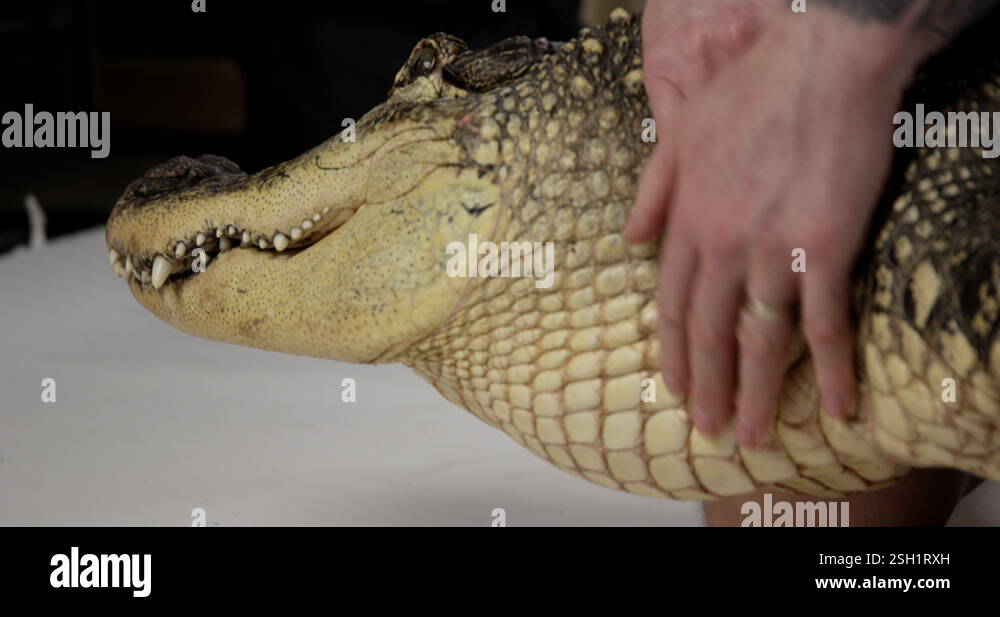 Animal handler holds large american alligator - close up on alligator ...