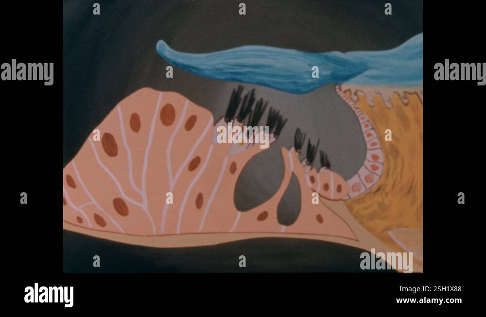1950s: Diagram of human ear, organ of corti, hair cells move, bump into ...