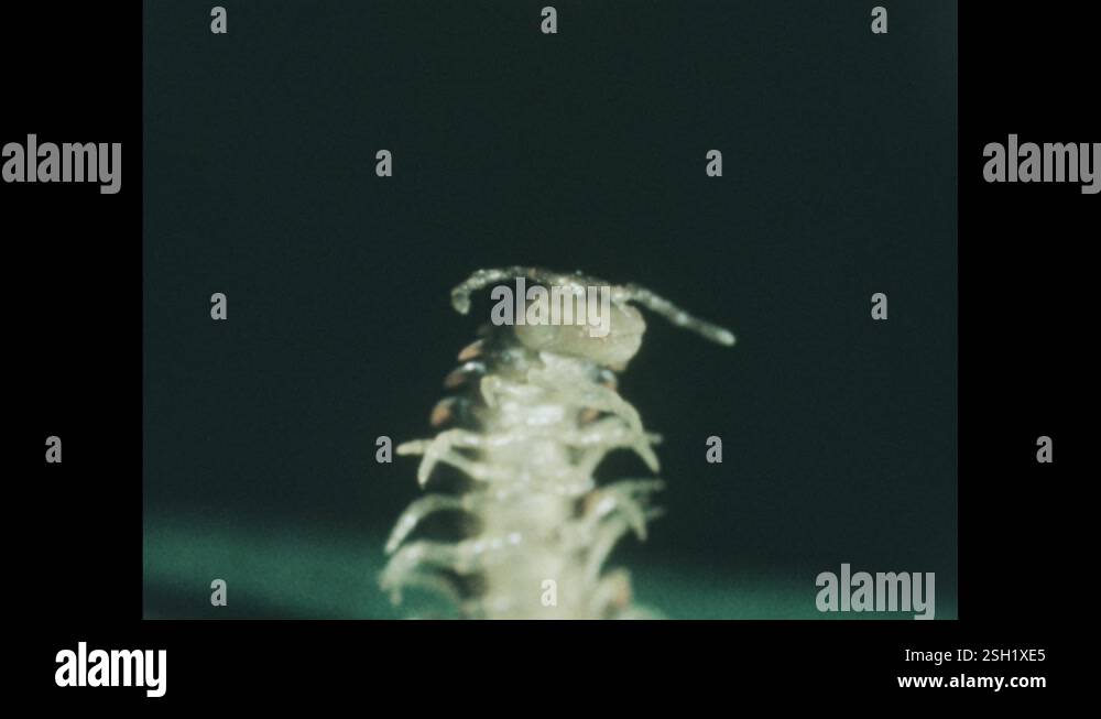 1950s: Centipede standing up. Centipede walks across carpet Stock Video ...