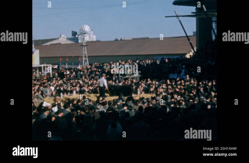 1940s: Man leads young steer. People crowd around man and young steer ...