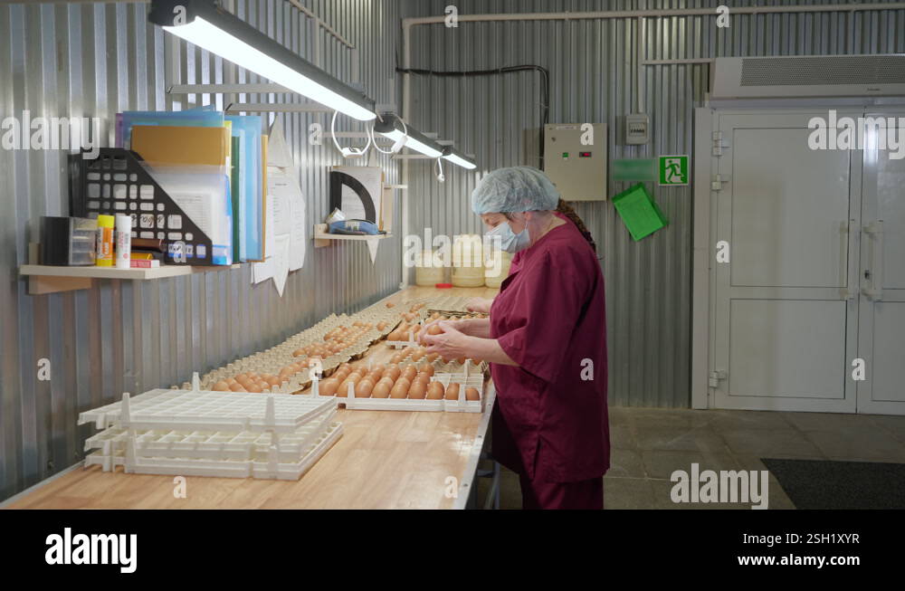 Female Worker Sorting Hen Eggs Organic Food At Poultry Production Plant ...
