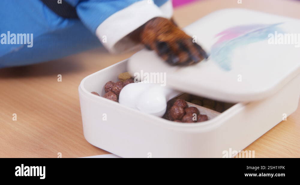 Pupil dog paw opens a plastic box with food set. Balanced dry dog food ...