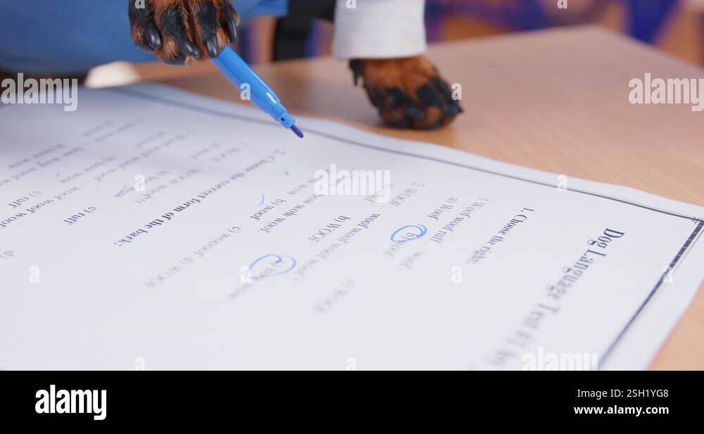 Pupil dog paw pencil sheet school desk education test time over pick up ...
