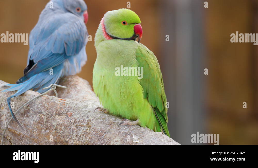 Blue rose ringed parakeet Stock Videos & Footage - HD and 4K Video ...