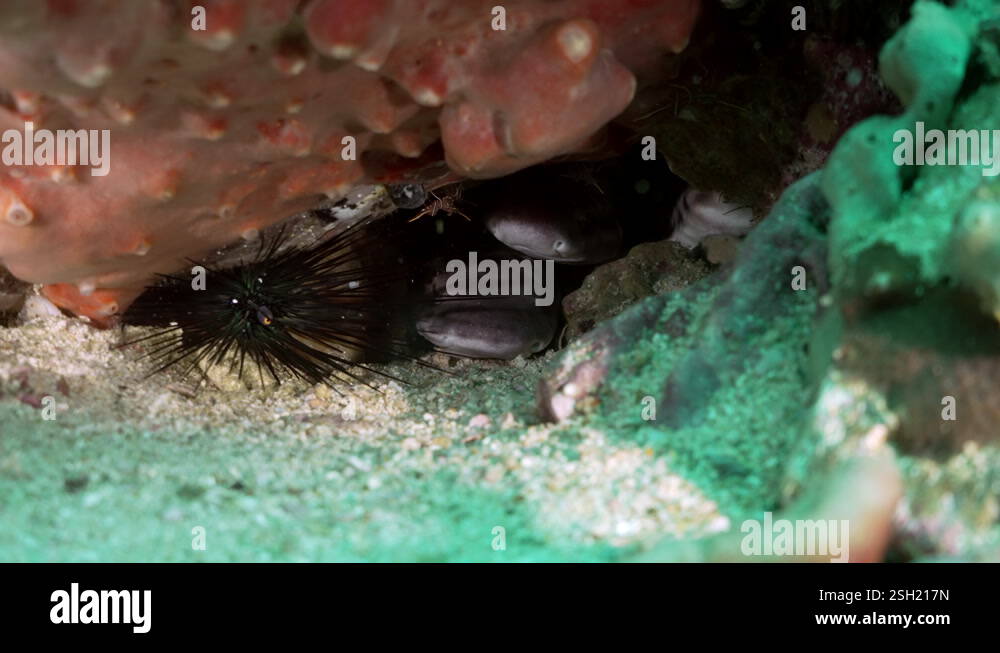group of cat sharks hiding in coral on the ocean floor taken while ...