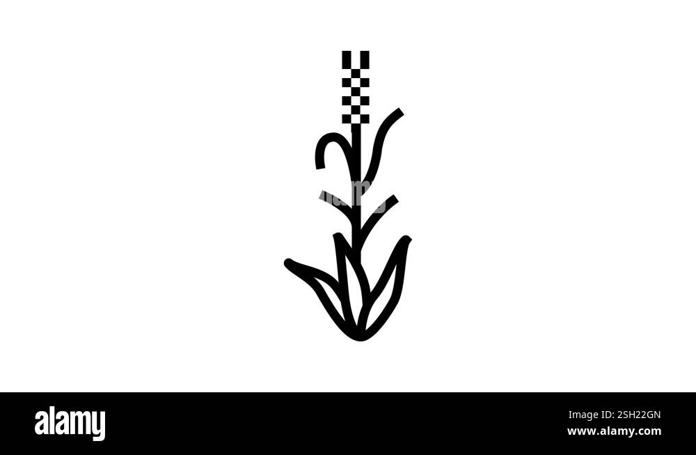 green barley plant line icon animation Stock Video Footage - Alamy
