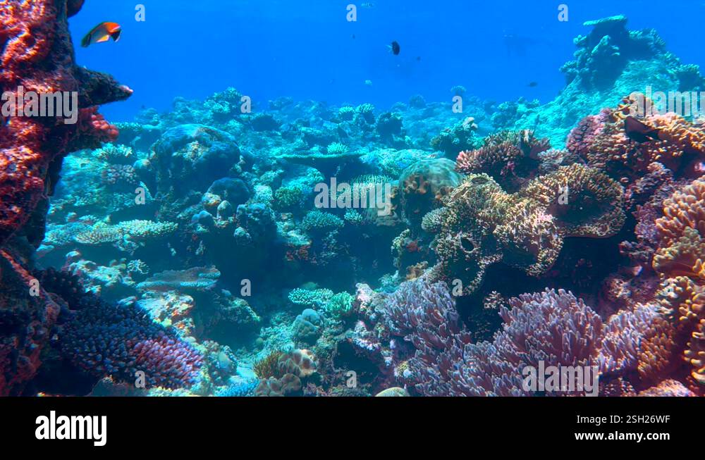 Underwater 4K HDR of the Great Barrier Reef in Queensland, Australia in ...