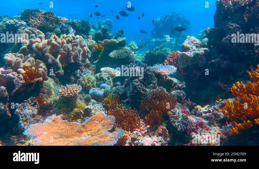 Underwater 4K HDR of the Great Barrier Reef in Queensland, Australia in ...