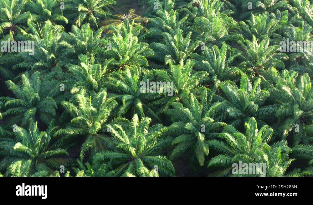 Birds eye view aerial flyover large hectares of palm tree plantations ...