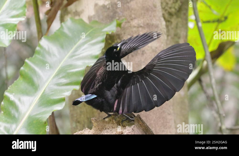 male victoria's riflebird stands on a stump with its wings raised in a ...