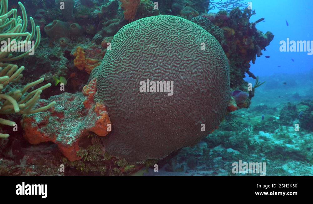 Big brain coral on coral reef in Cozumel Mexico Stock Video Footage - Alamy