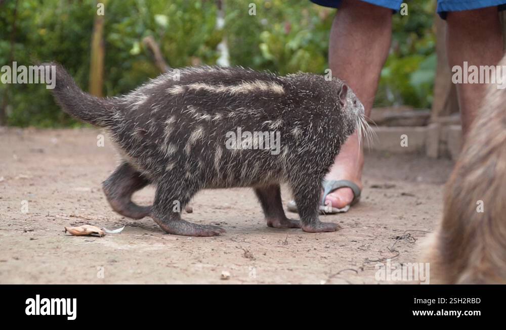 Unique Species Of Nutria Rodents Walking Towards Person s Foot ...