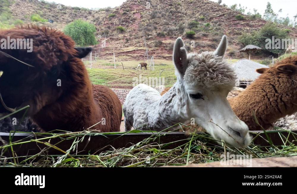 A family of Alpacas are eating grass together at a farm. 4K footage ...