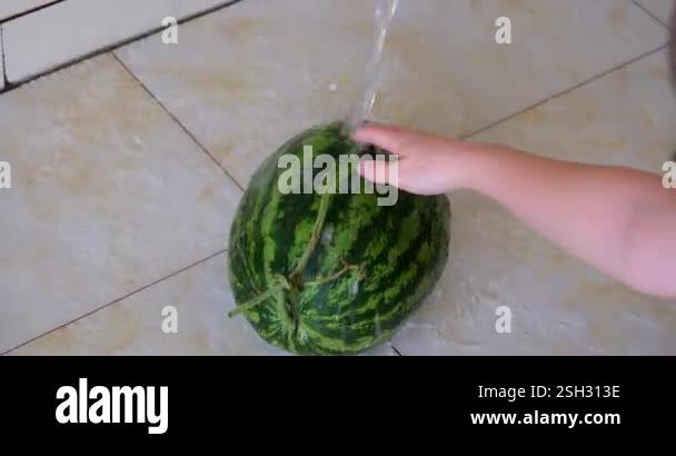 Washing whole watermelon in metal sink. Closeup. Hand washing ...