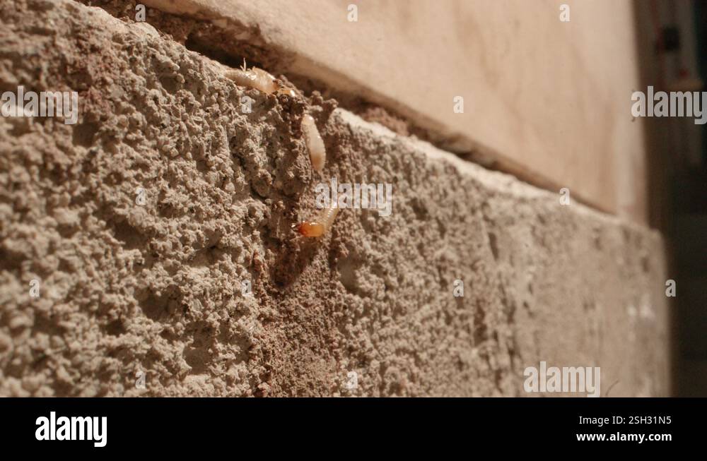 A couple of termites climbing to a termite colony in the walls of a ...