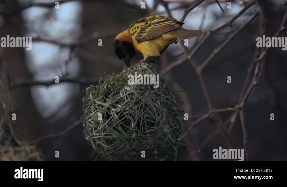 Round nest Stock Videos & Footage - HD and 4K Video Clips - Alamy