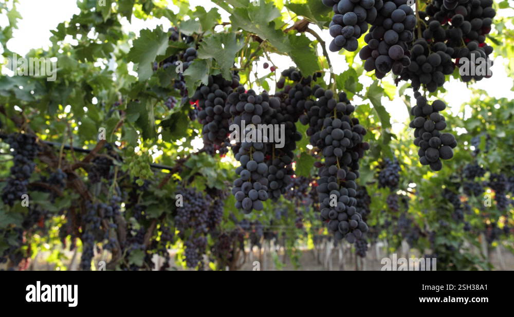 Growing grapes under the summer sun in southern countries. Agro ...