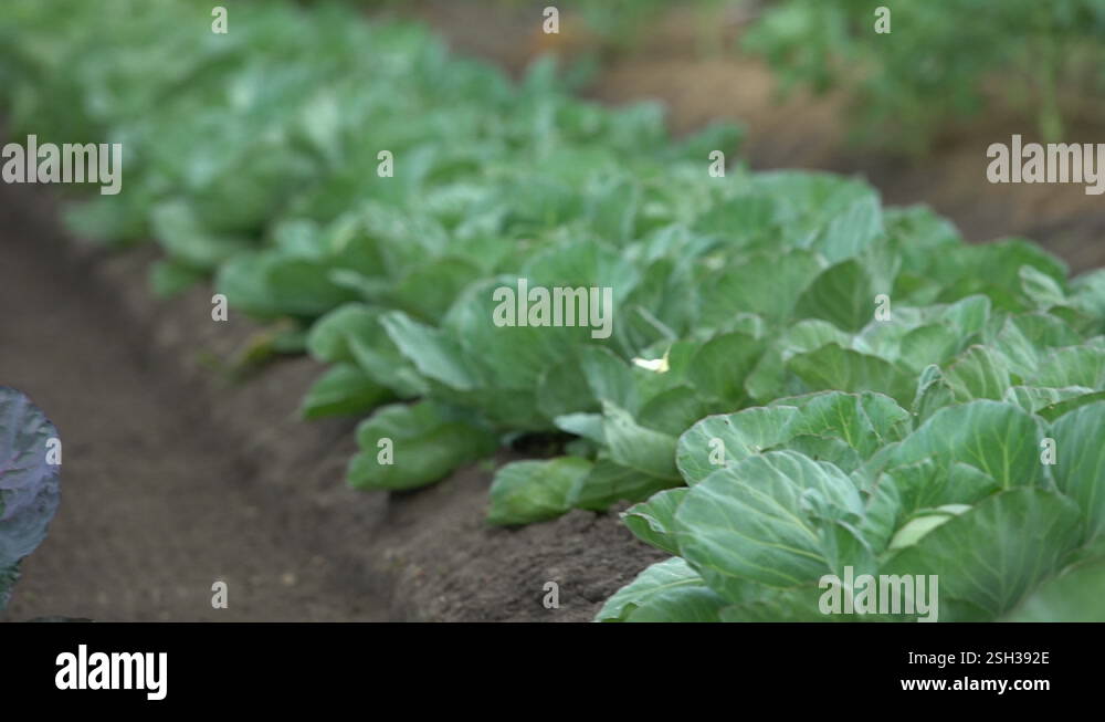 Row of smart farming agriculture-cabbage farmer Stock Video Footage - Alamy