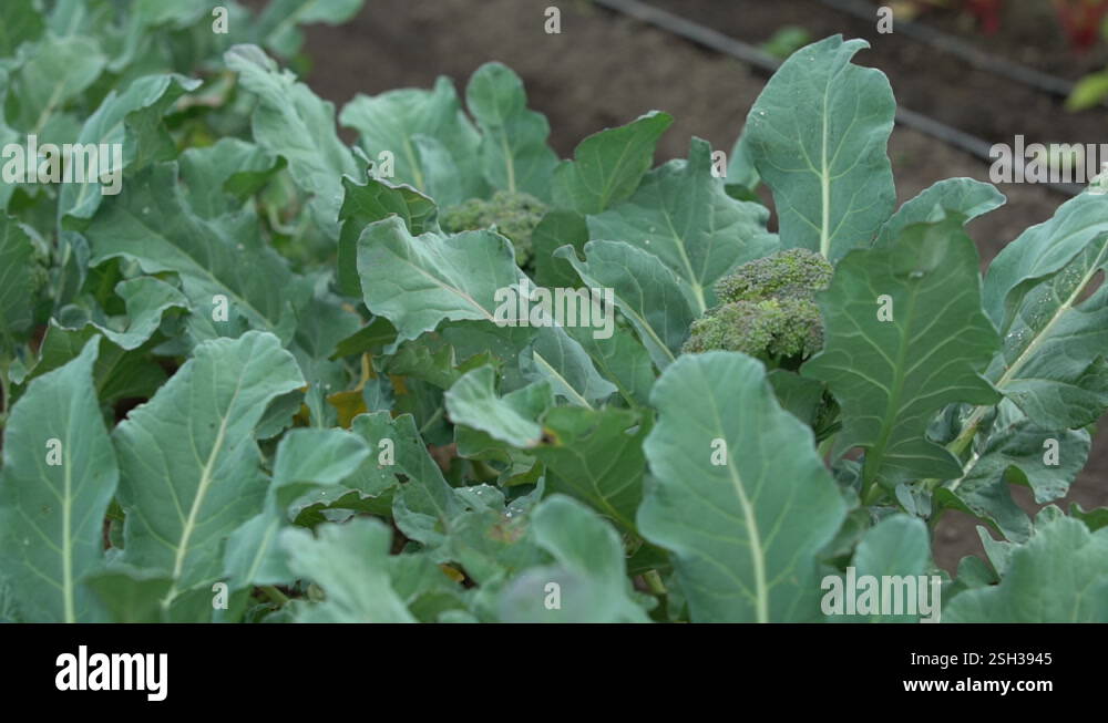 Drip irrigation of Broccoli farming- Agricultural farming of Broccoli ...