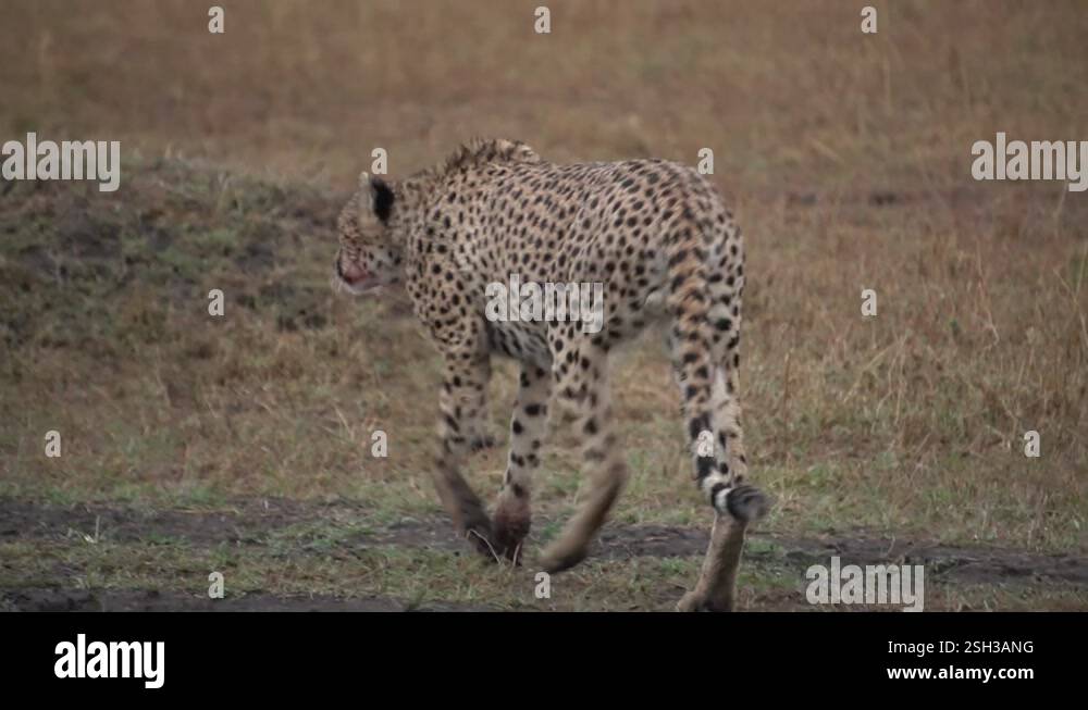 A cheetah chases away a black backed jackal from his kill Stock Video ...