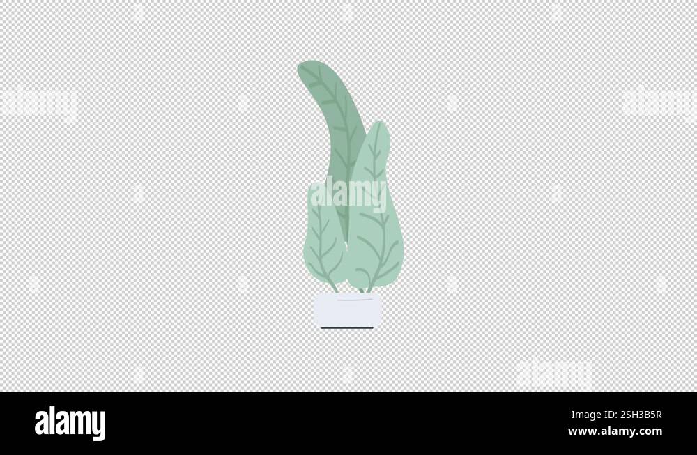 Animated plant for house object Stock Video Footage - Alamy